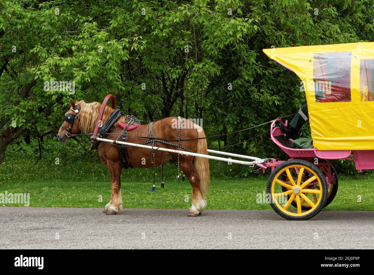 Photo of horse harnessed Stock Photo - Alamy