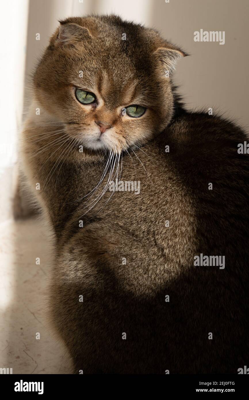 golden scottish fold cat with green eyes Stock Photo - Alamy