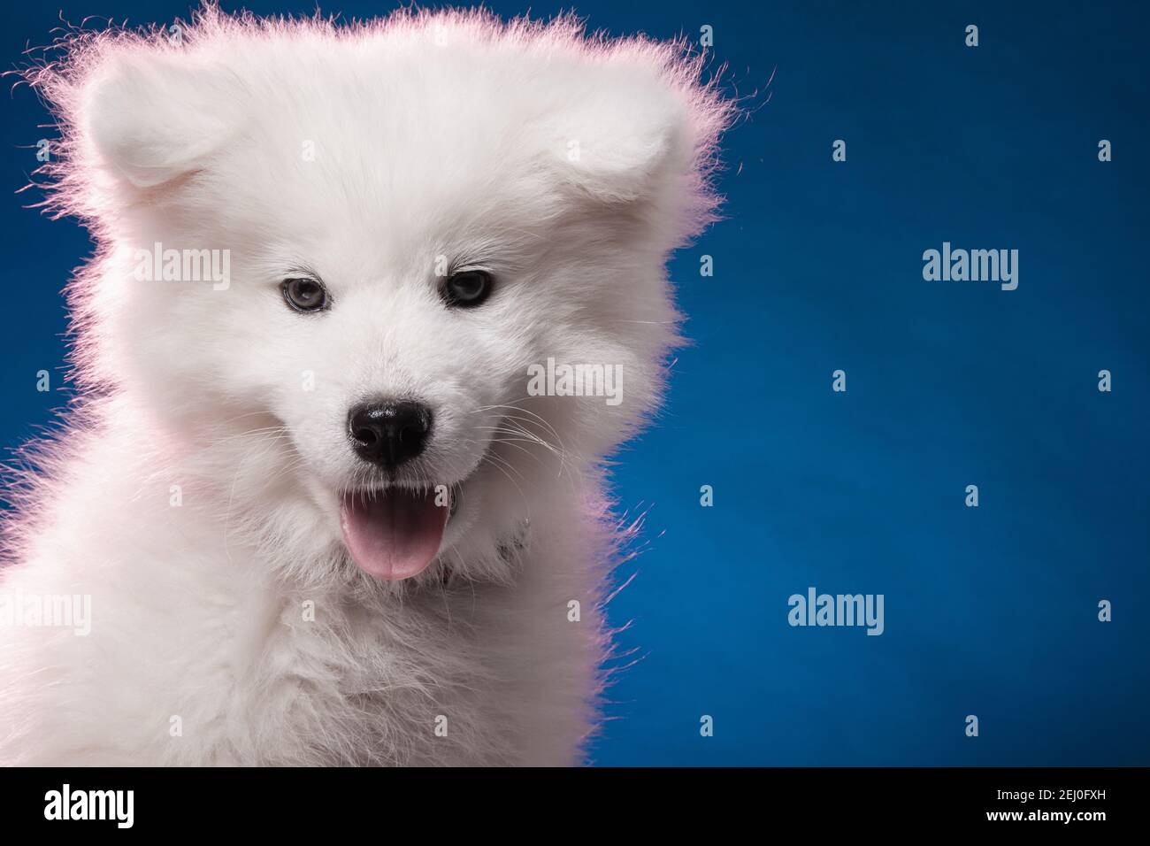 Samoyed Smile Puppy
