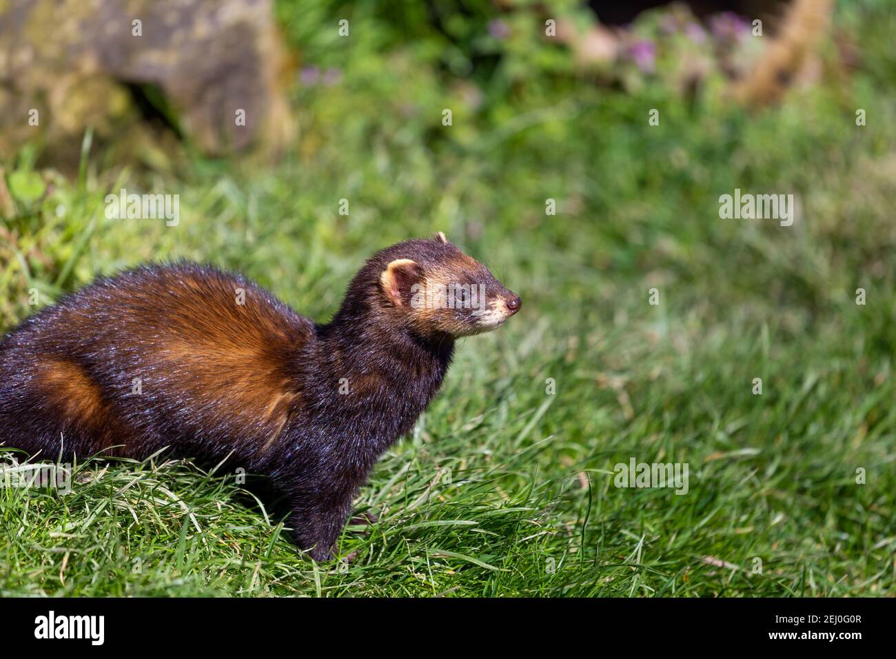 European polecat, Mustela putorius, in the British countryside Stock ...