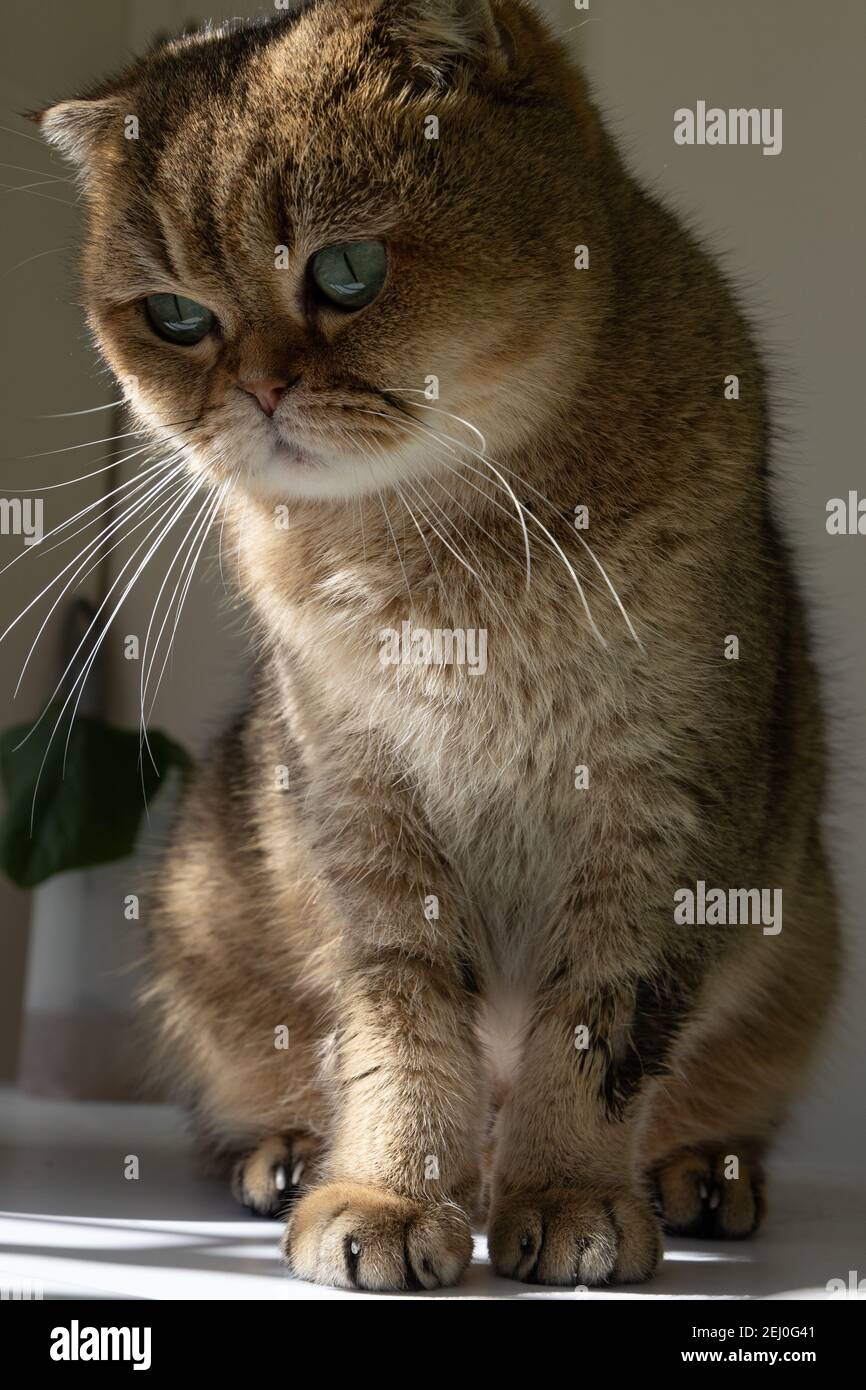 golden scottish fold cat with green eyes Stock Photo - Alamy