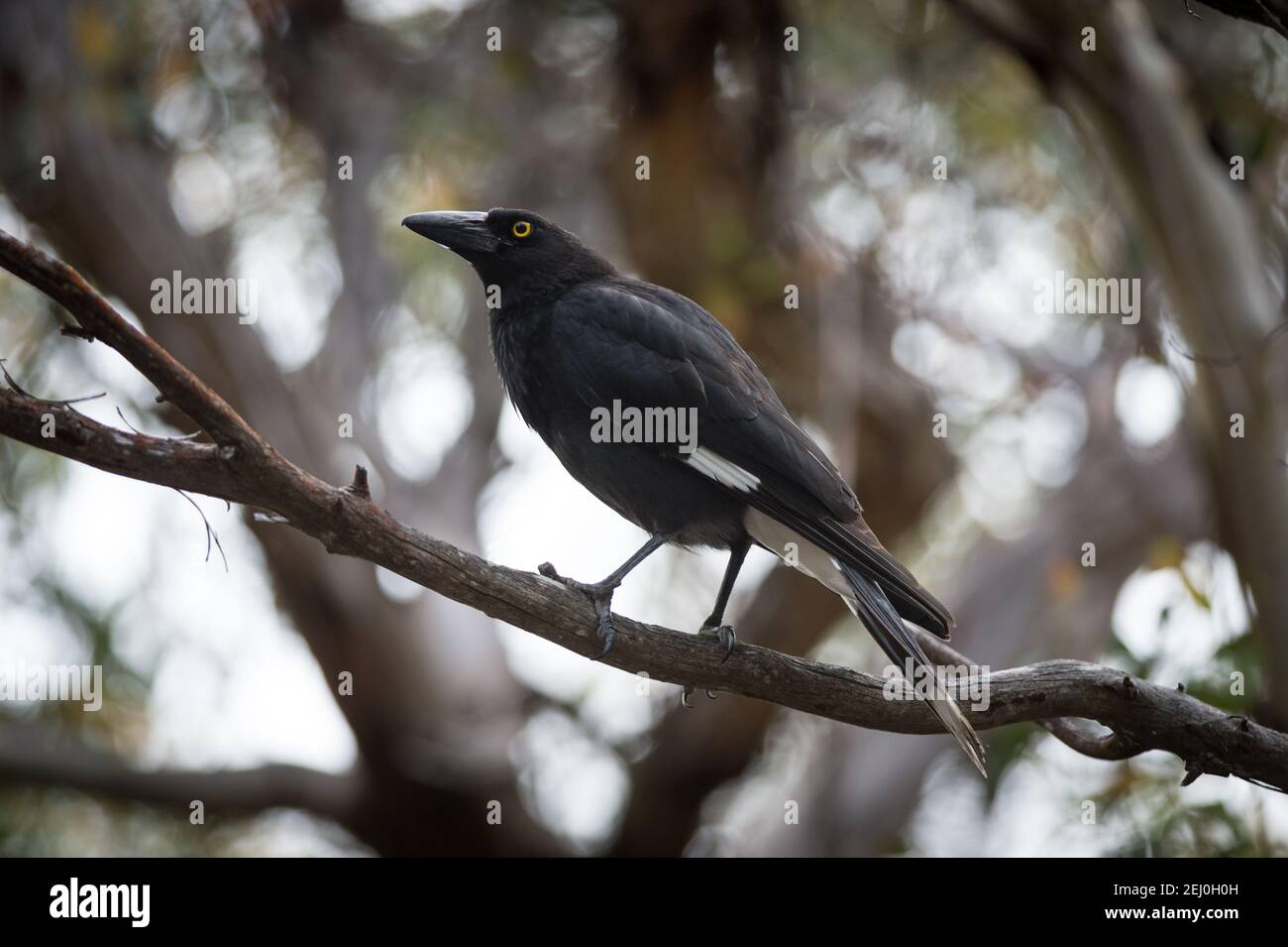 Australian pied currawong hi-res stock photography and images - Alamy