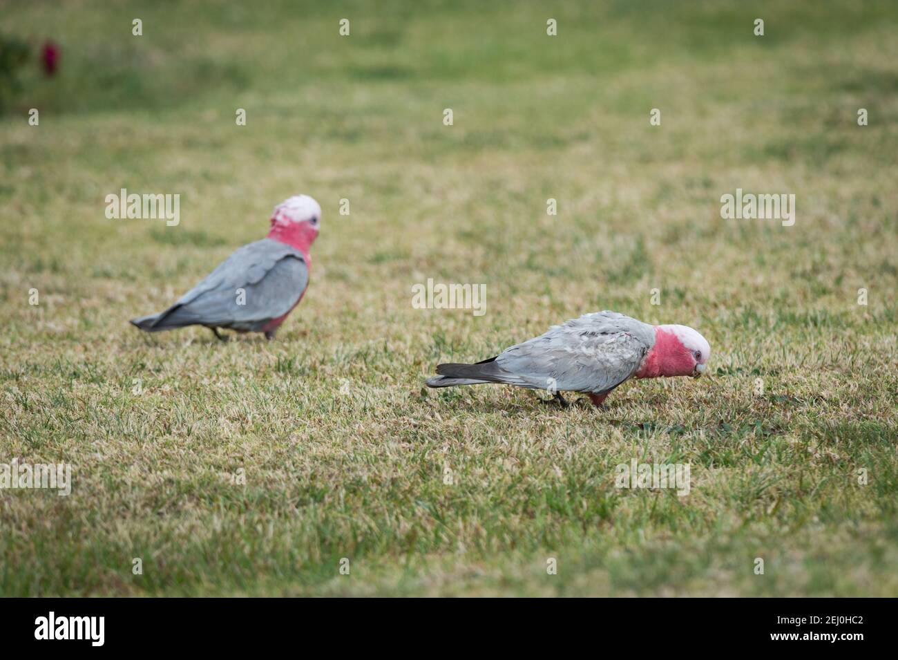 Pink parrot australian galah parrot hi-res stock photography and images ...