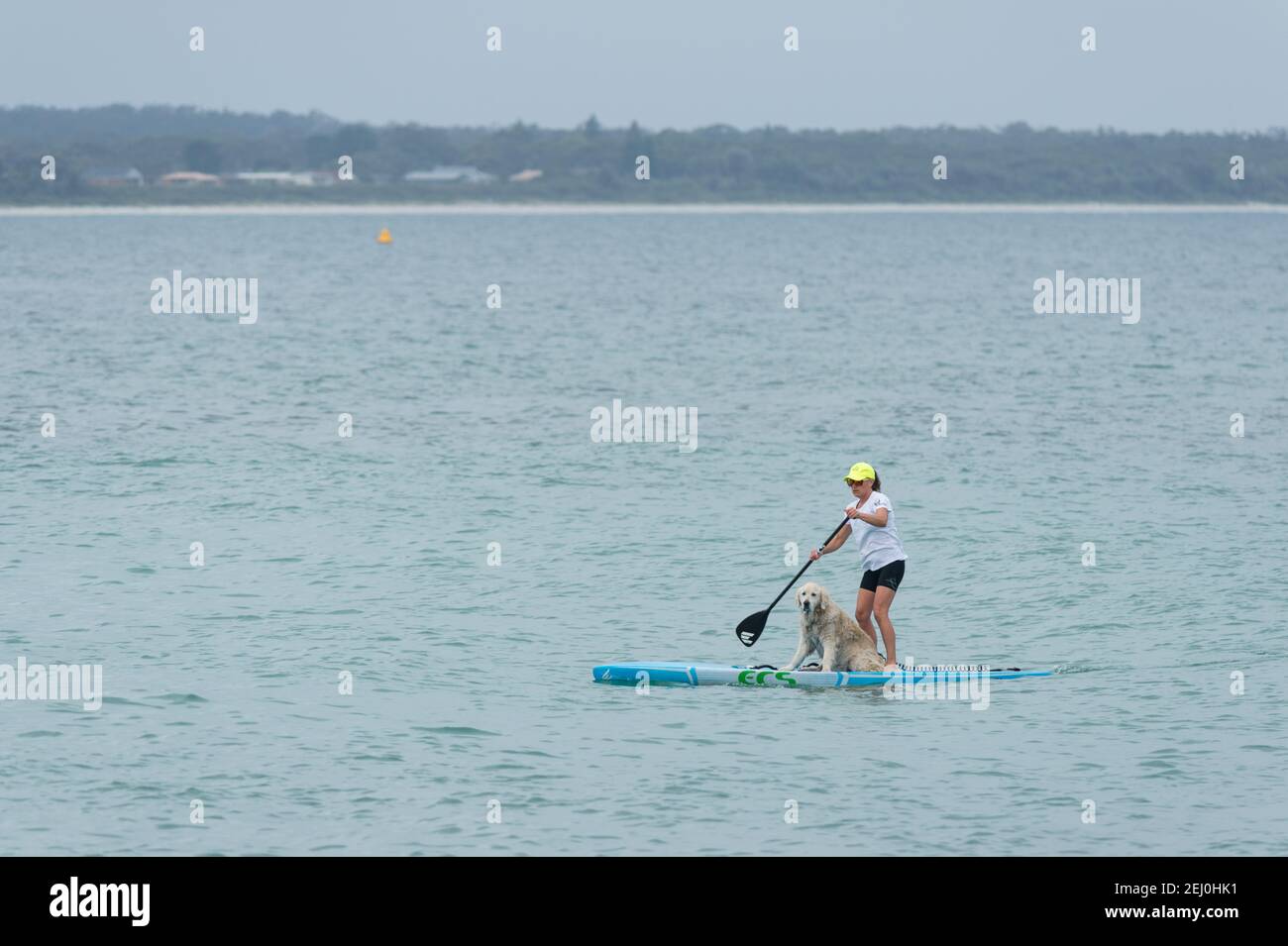 Paddle boarder with dog hi-res stock photography and images - Alamy