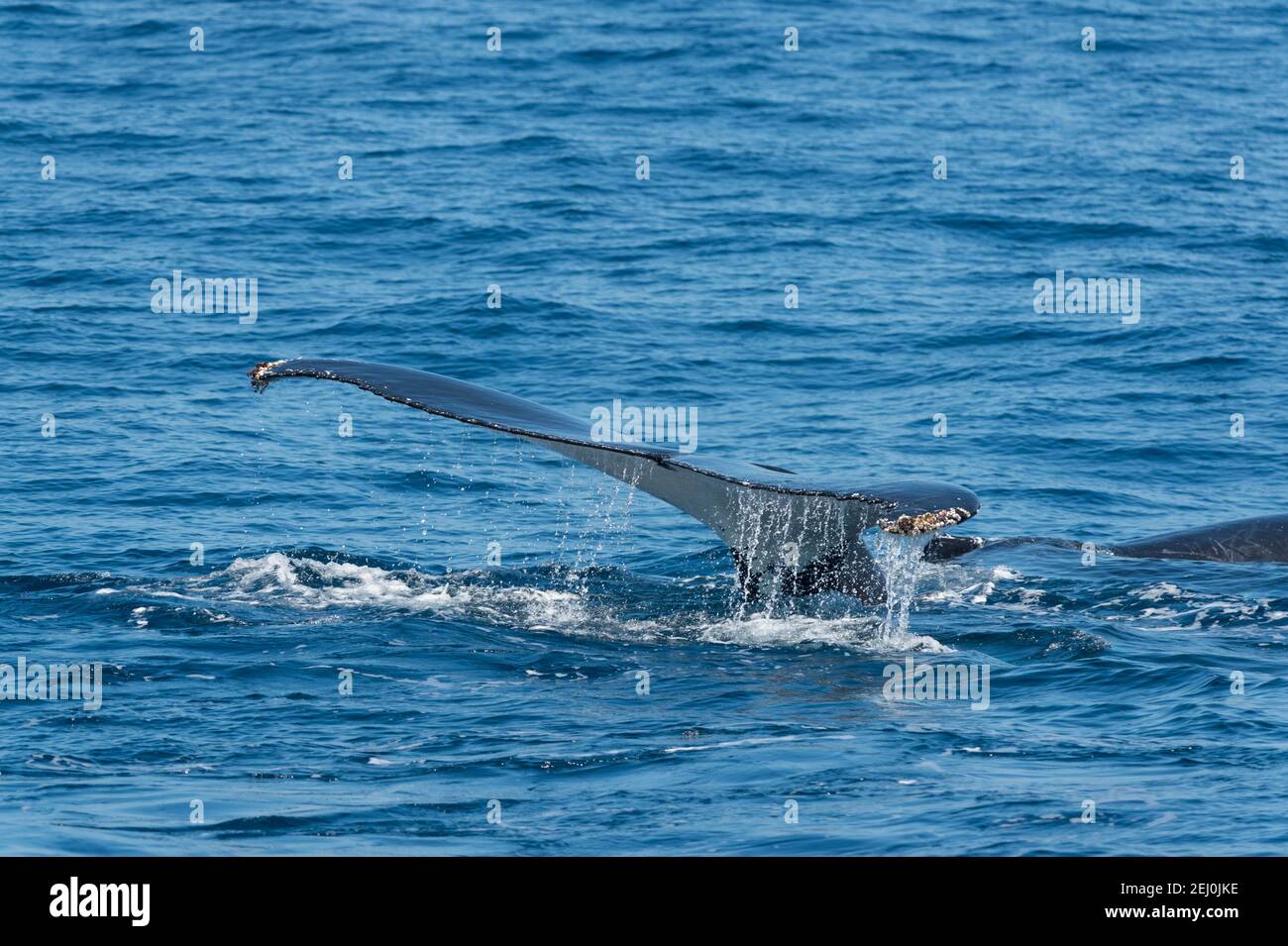 Humpback whale watching, Merimbula Bay, New South Wales, Australia ...