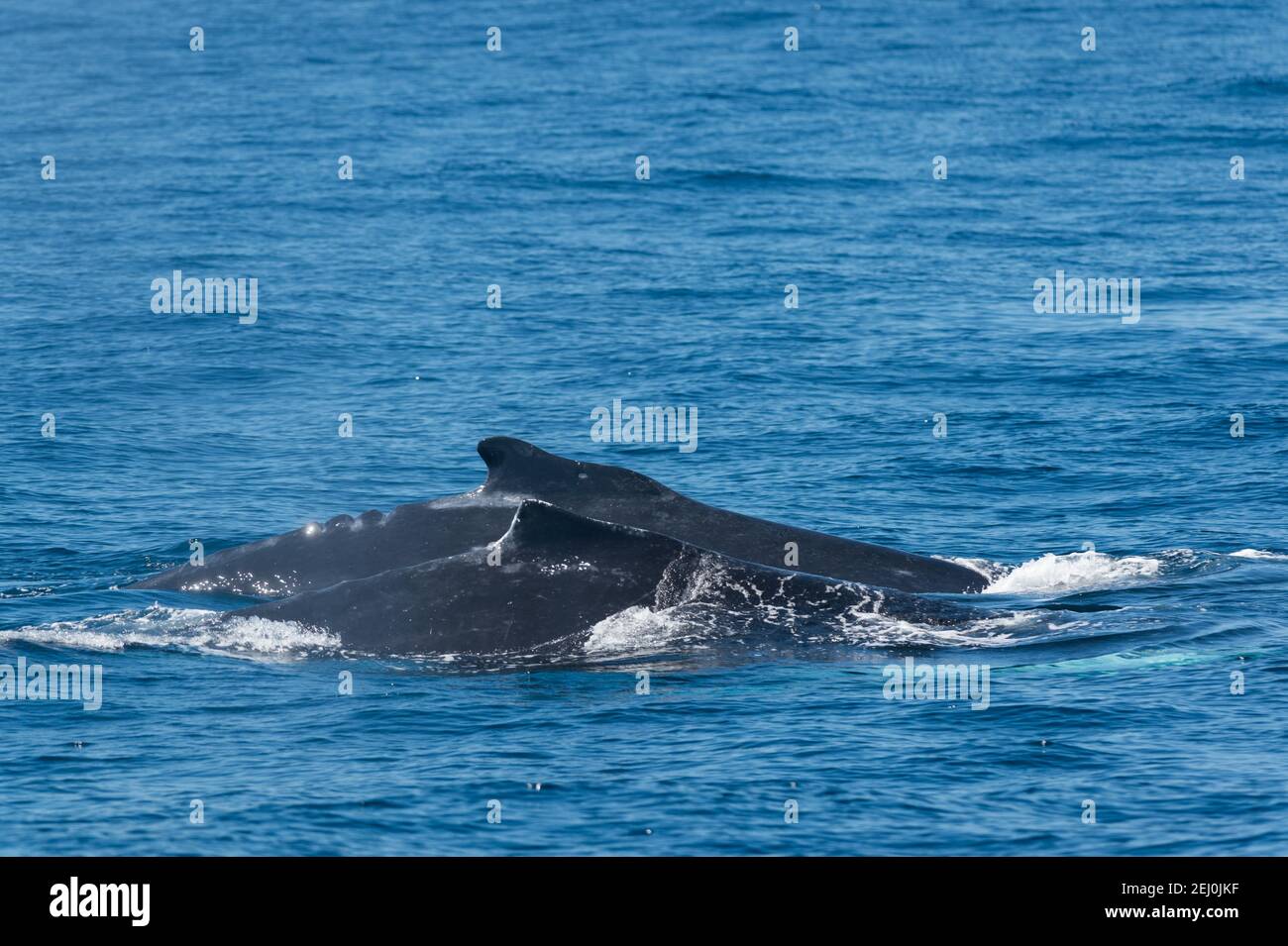 Humpback whale watching, Merimbula Bay, New South Wales, Australia ...