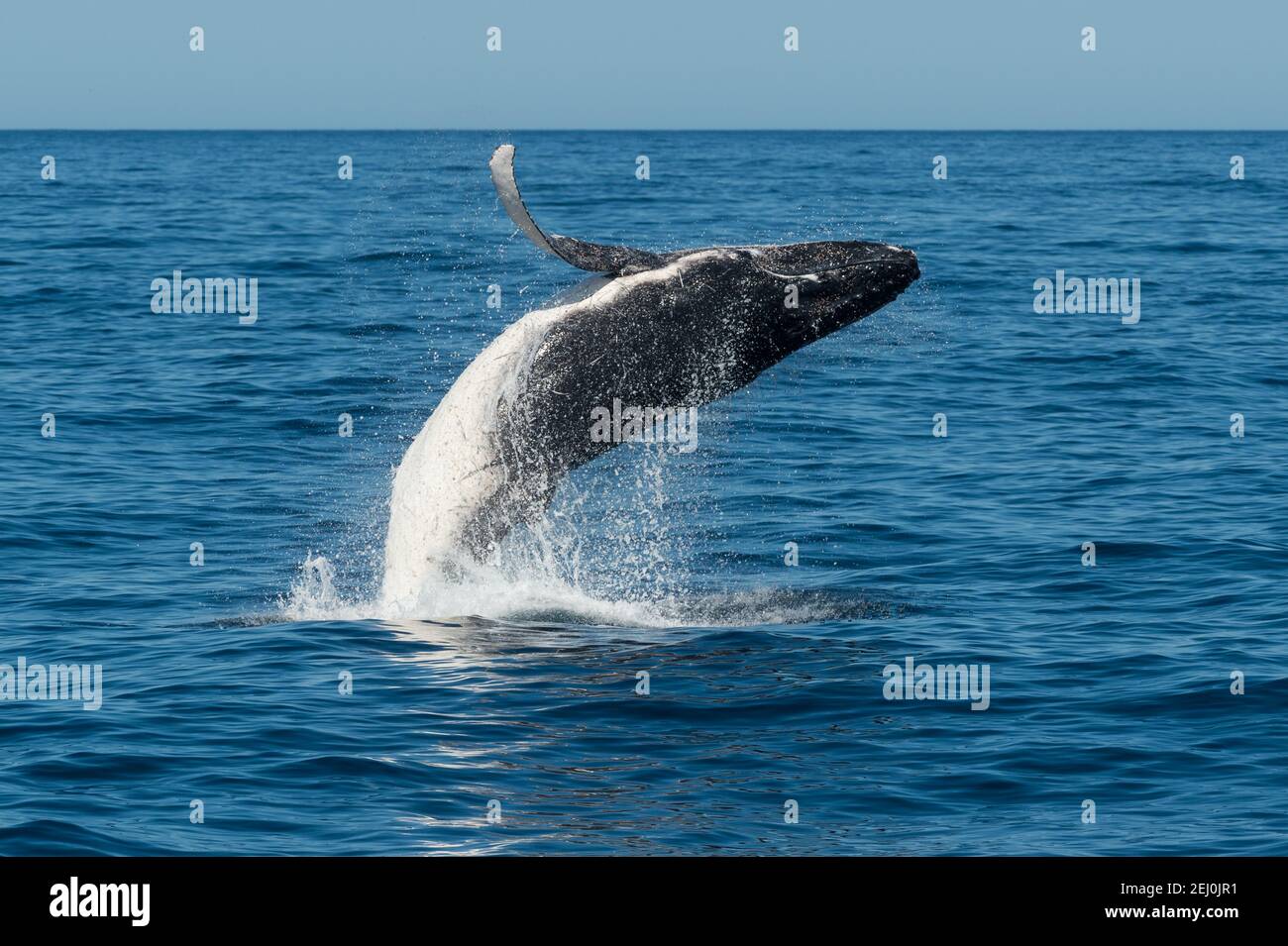 Humpback whale watching, Merimbula Bay, New South Wales, Australia ...