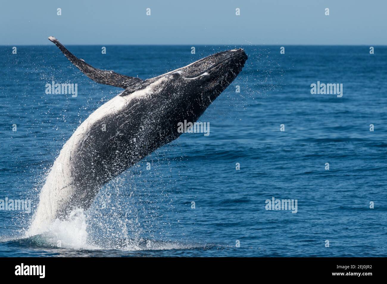 Humpback whale watching, Merimbula Bay, New South Wales, Australia ...