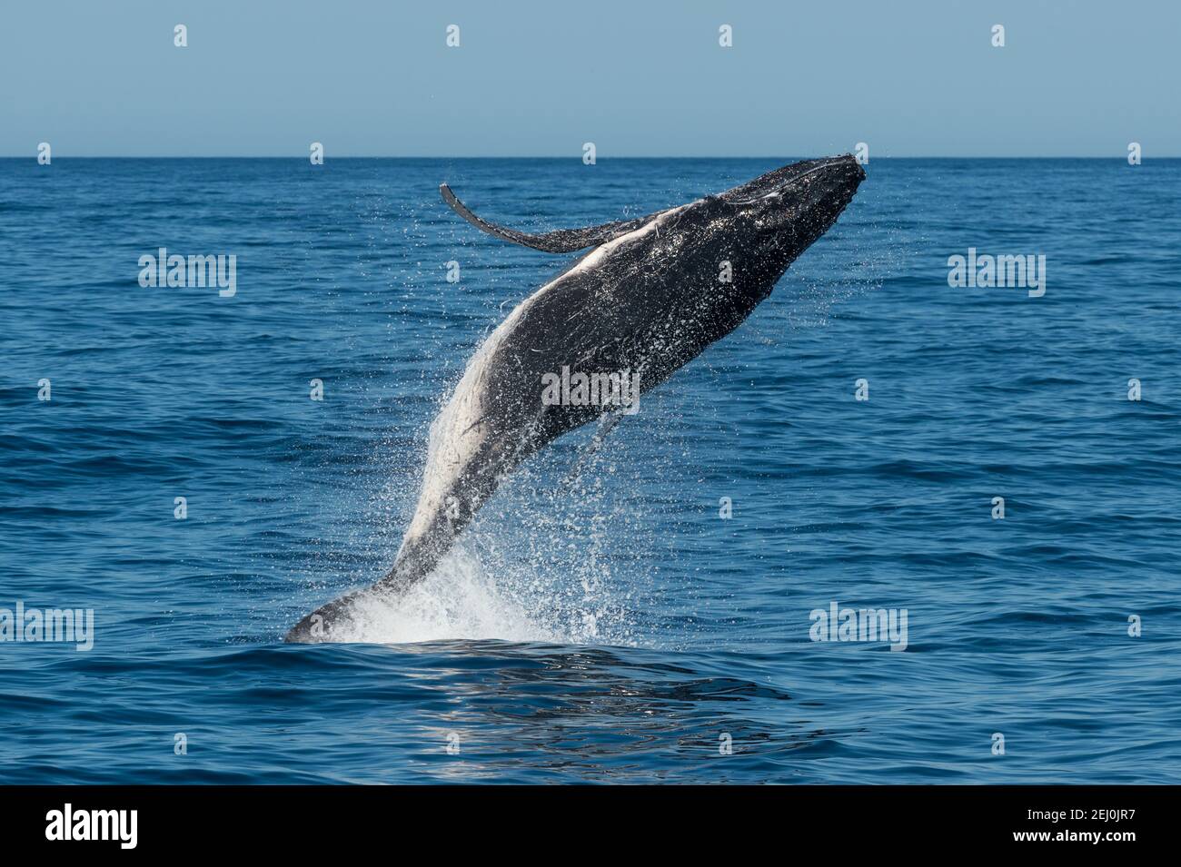 Humpback whale watching, Merimbula Bay, New South Wales, Australia ...