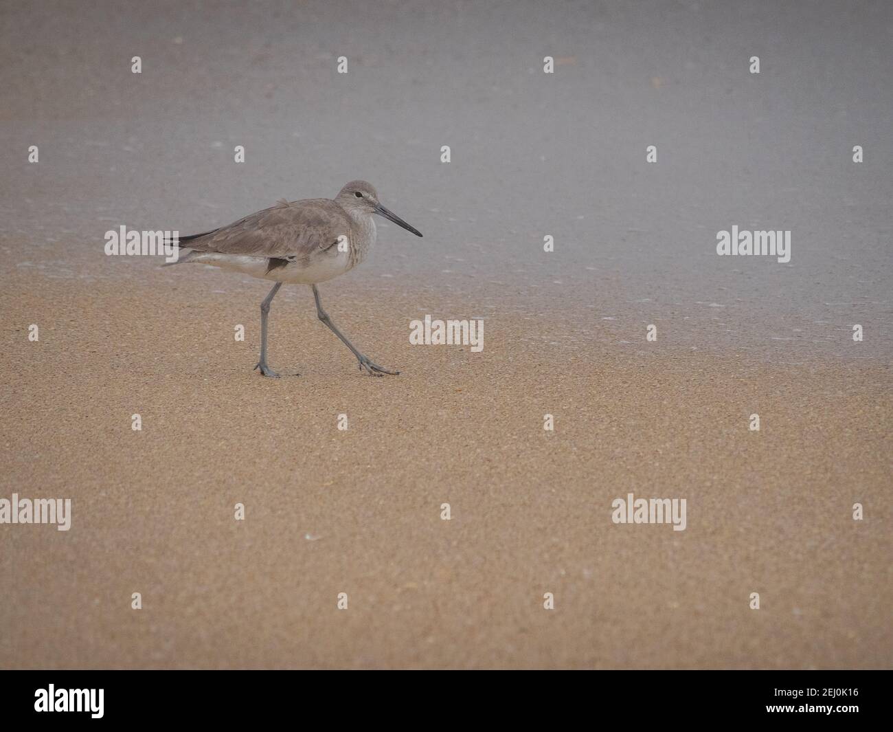 Cute little Stilt Sandpiper on the beach Stock Photo - Alamy