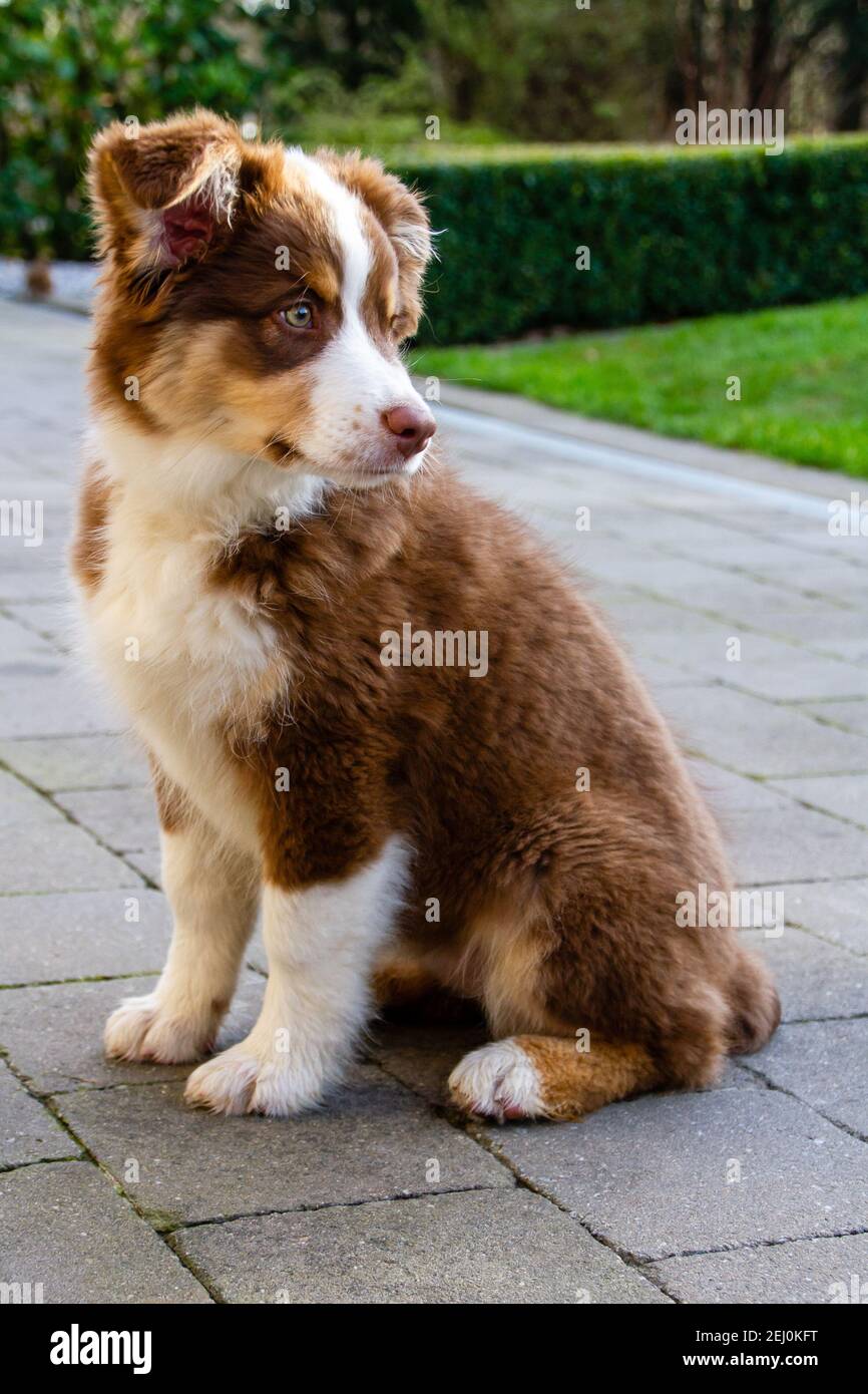 Dog, young Australian Shepherd of three months of red merle color. It ...