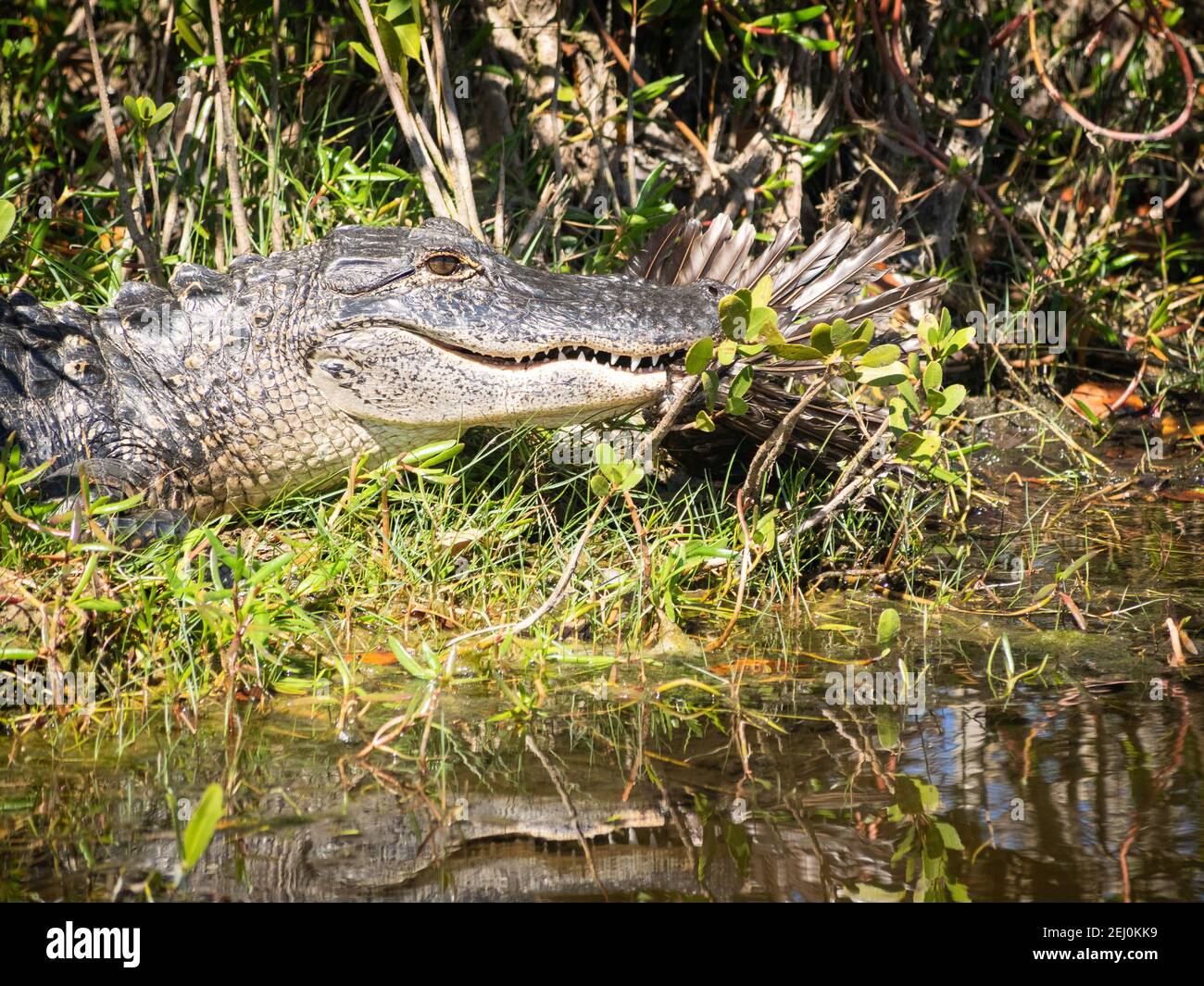 Alligator eating bird hi-res stock photography and images - Alamy