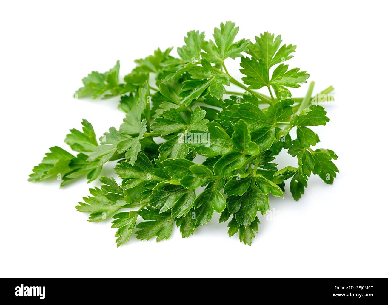 Sweet parsley close up hi-res stock photography and images - Alamy