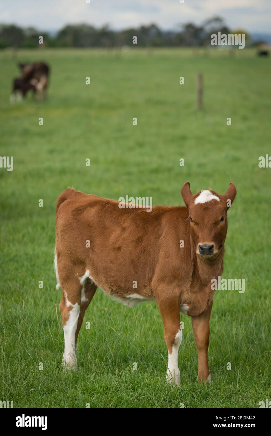Cattle, Yarragon, Victoria, Australia Stock Photo - Alamy