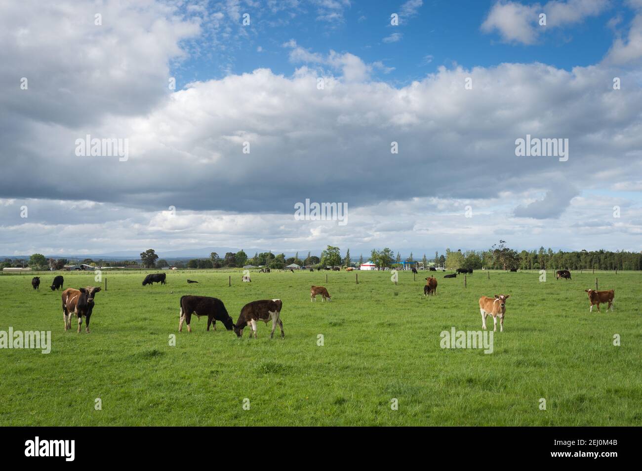 Australia cow victoria hi-res stock photography and images - Alamy