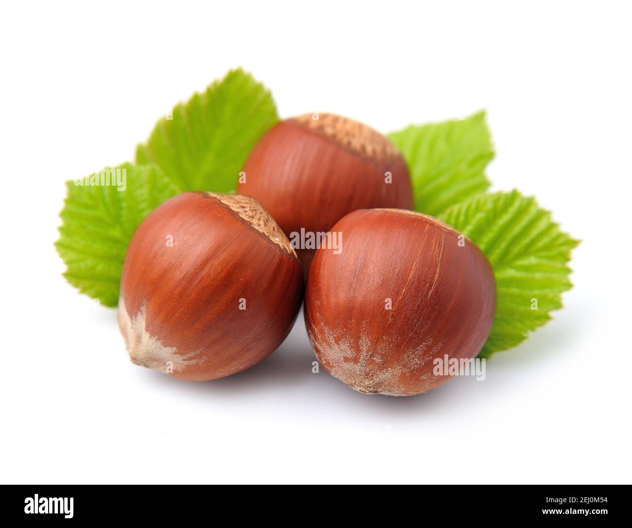 Filbert nuts with leaf on white background Stock Photo - Alamy
