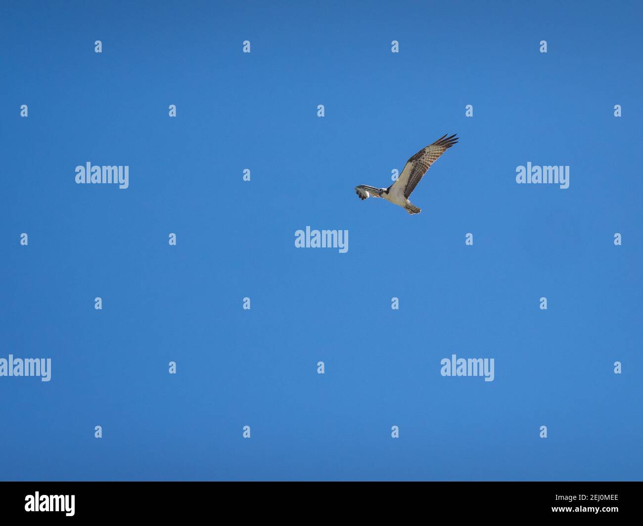 Osprey Flying Feet High Resolution Stock Photography and Images - Alamy