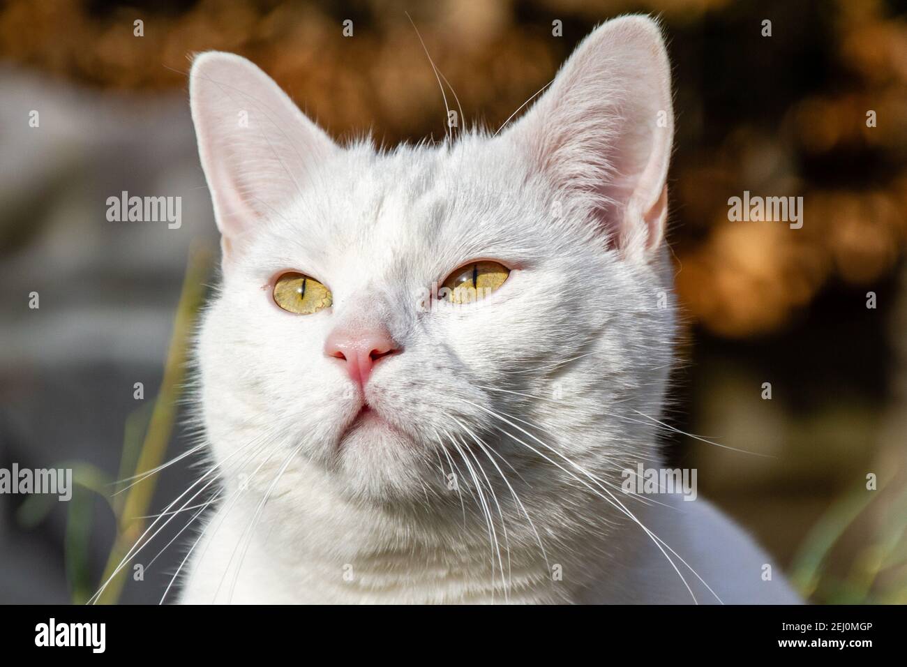 The domestic white cat with young eyes in the sun, a carnivorous mammal ...
