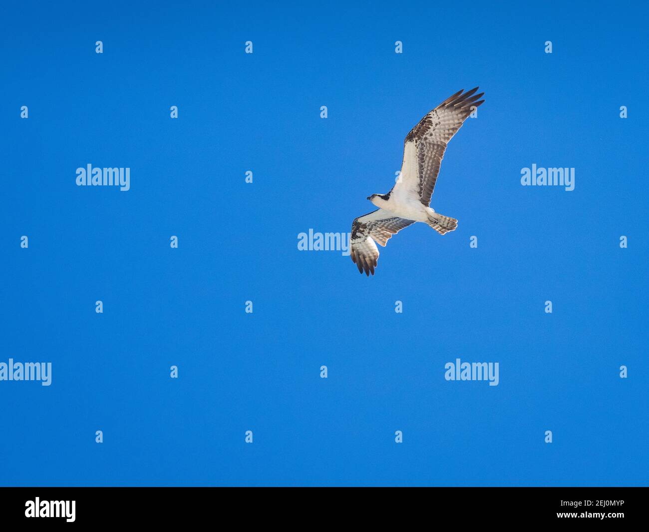 Osprey flying in front of blue sky Stock Photo - Alamy