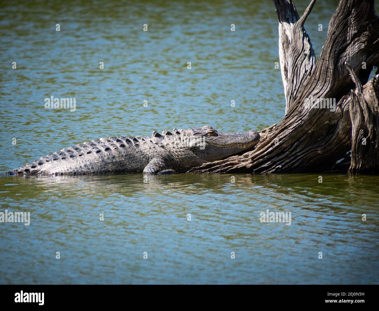 Alligator with tree Stock Photo - Alamy