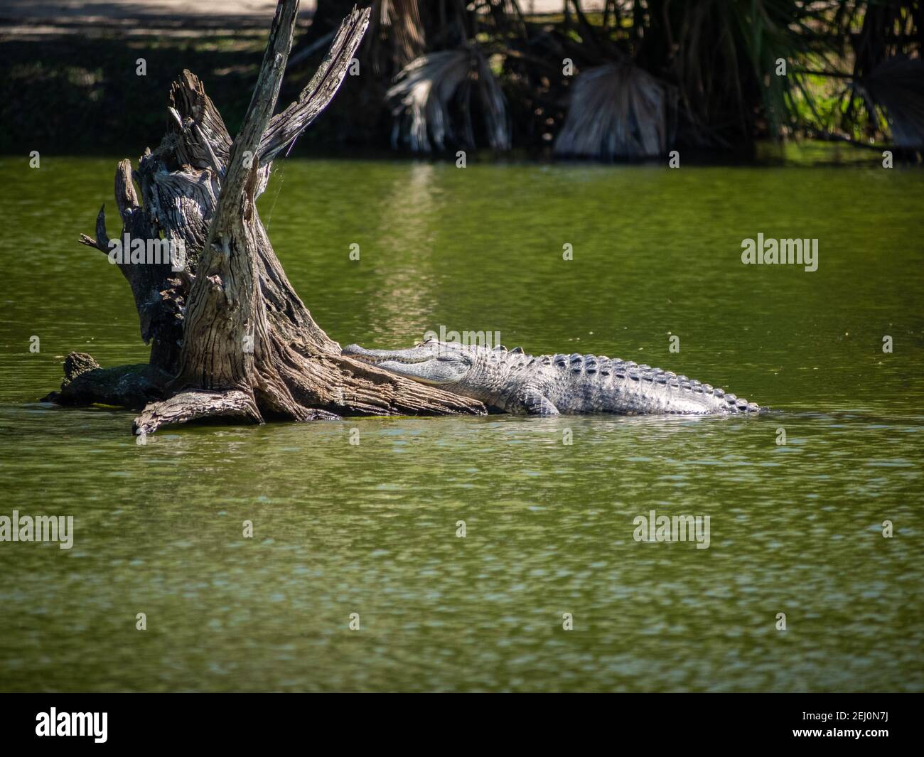 Alligator with tree Stock Photo - Alamy