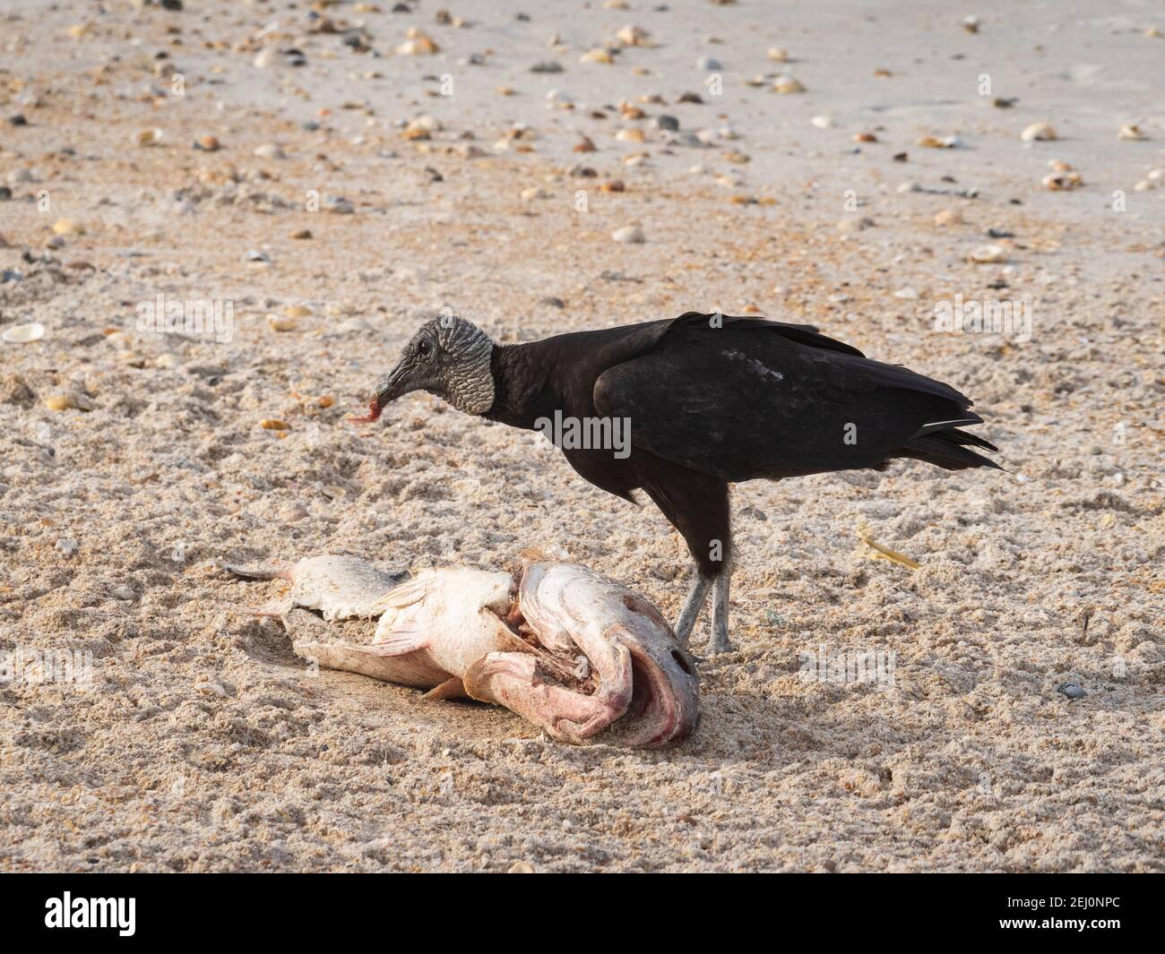Turkey Vulture Eating Fish
