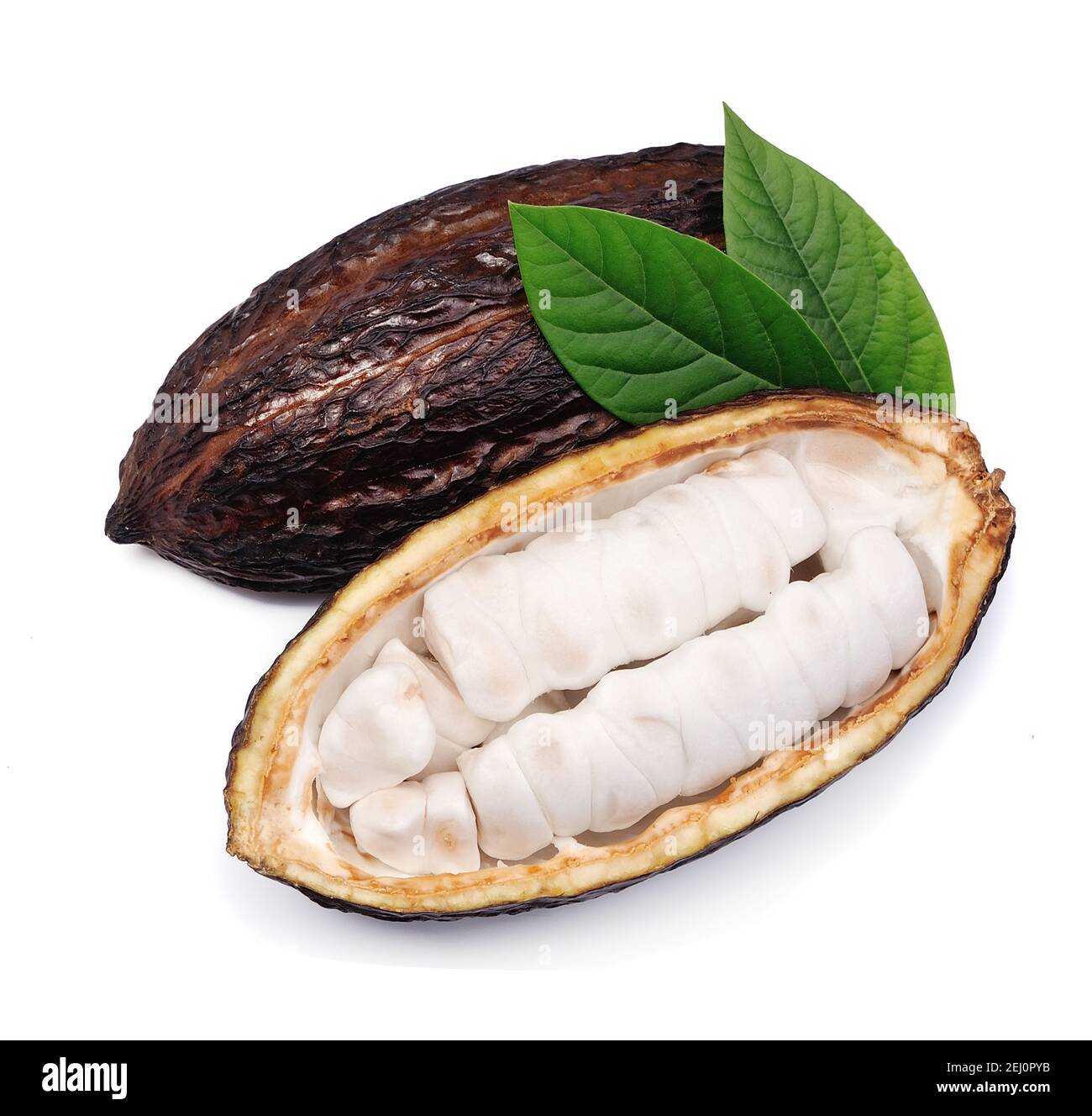 Cacao pod with leaves closeup on white backgrounds Stock Photo - Alamy