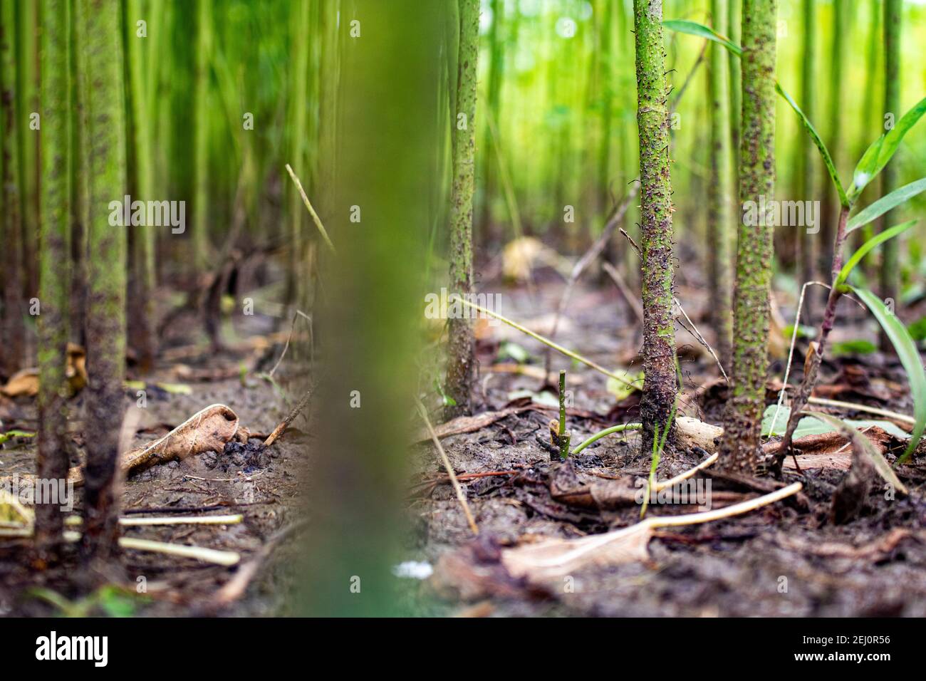 Arrange jute in the field of green jute. Row upon row of jute. Images are in high-resolution ...
