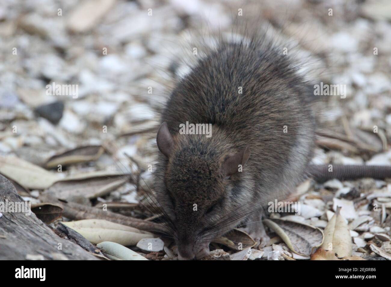 Rat (Rattus norvegicus)feeding Stock Photo - Alamy