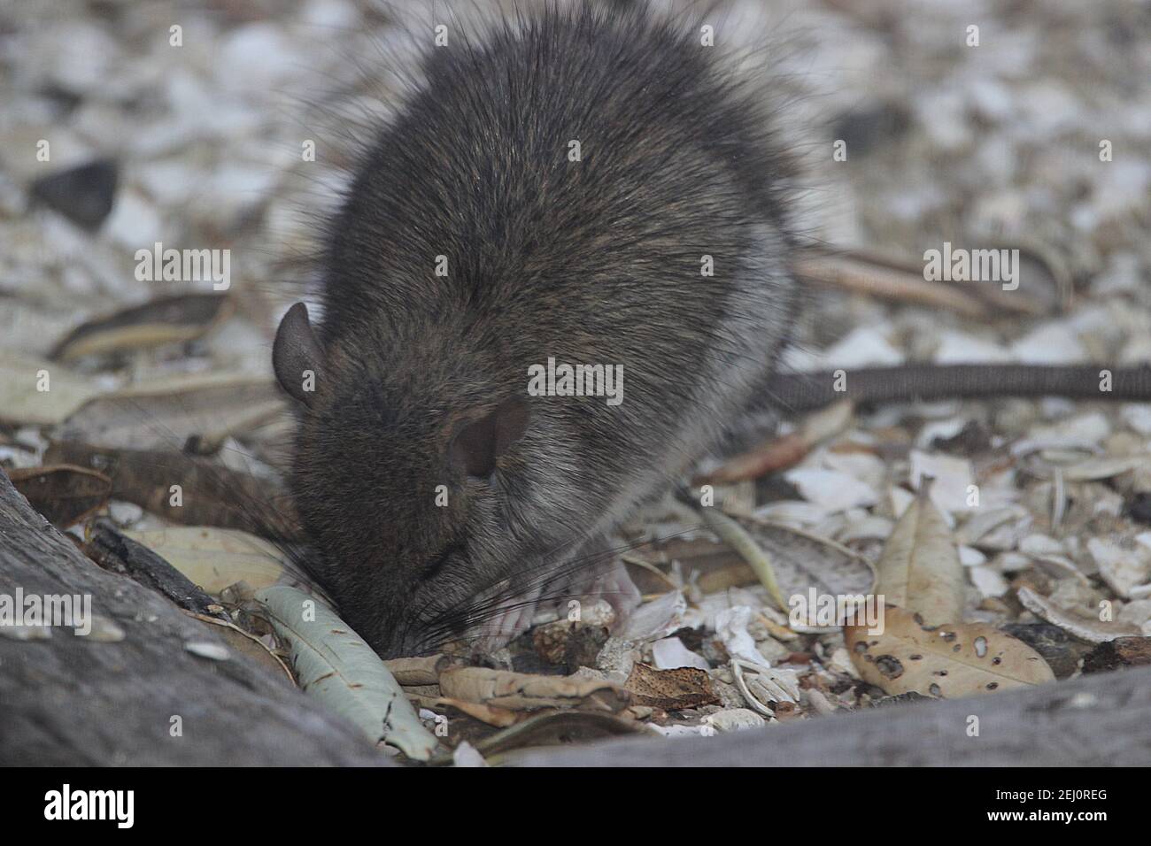 Wharf rat hi-res stock photography and images - Alamy