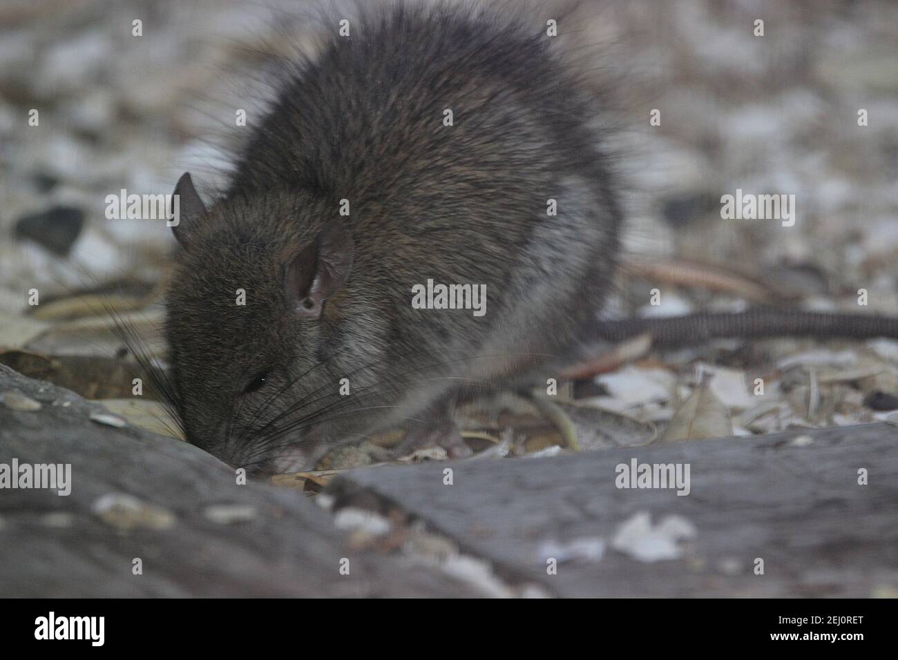 Rat (Rattus norvegicus)feeding Stock Photo - Alamy