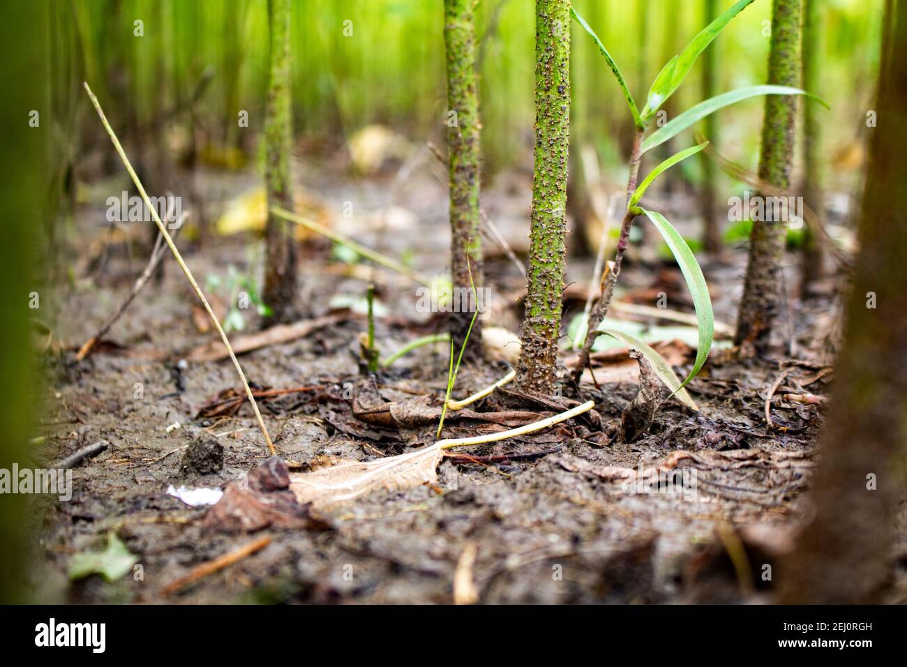 The field is full of jute. Jute arranged in rows. Images are in high ...
