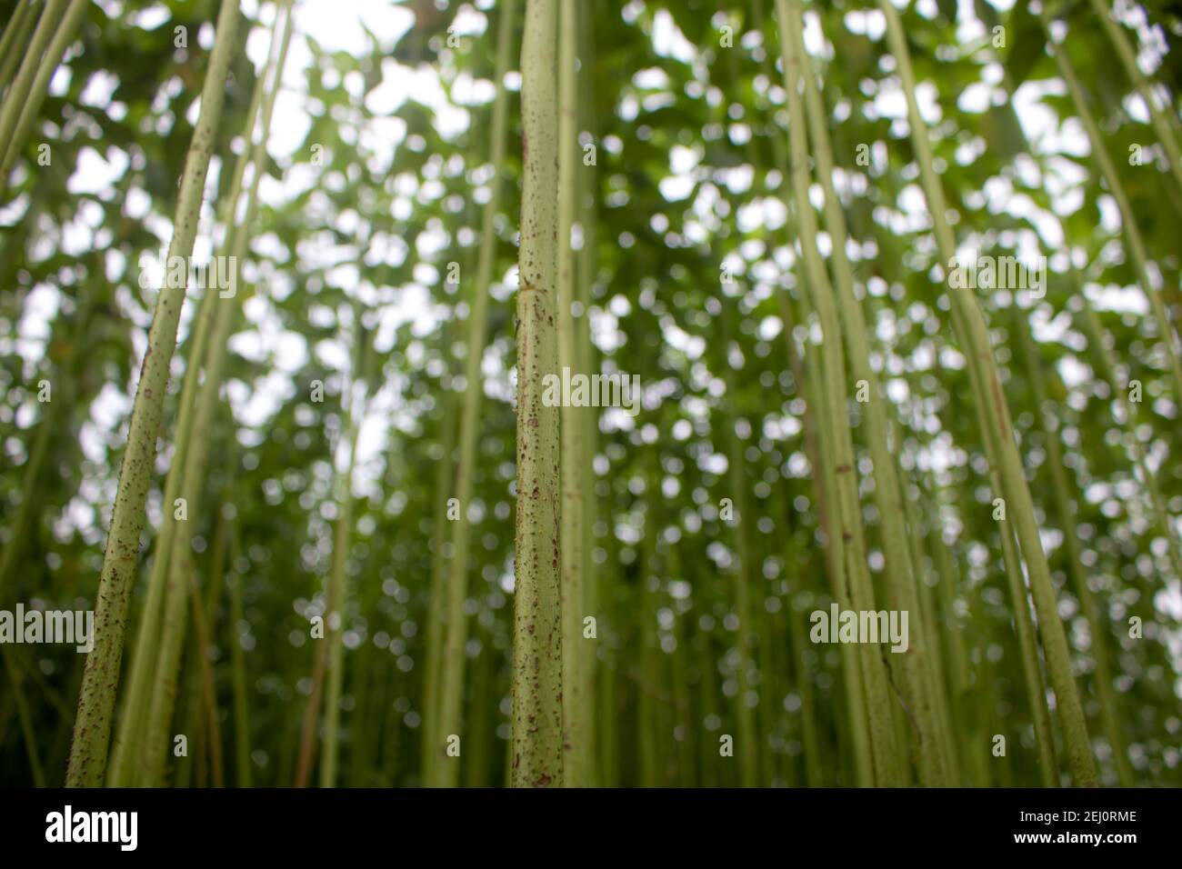 Raw jute fiber texture hi-res stock photography and images - Alamy