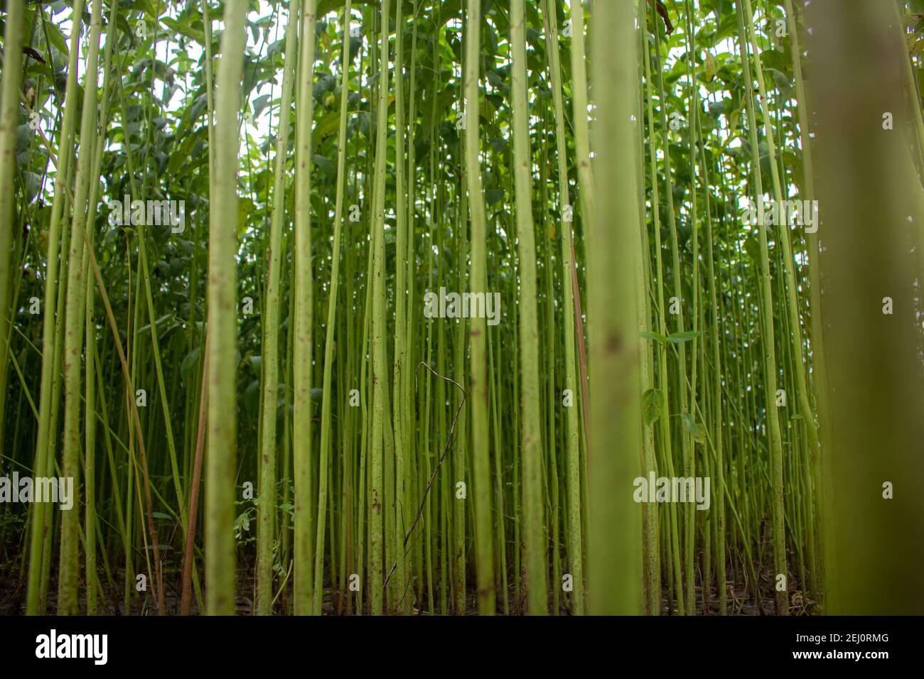 Raw jute fiber texture hi-res stock photography and images - Alamy