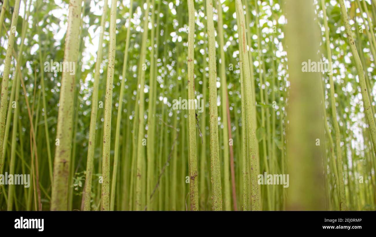 Jute field images hi-res stock photography and images - Alamy