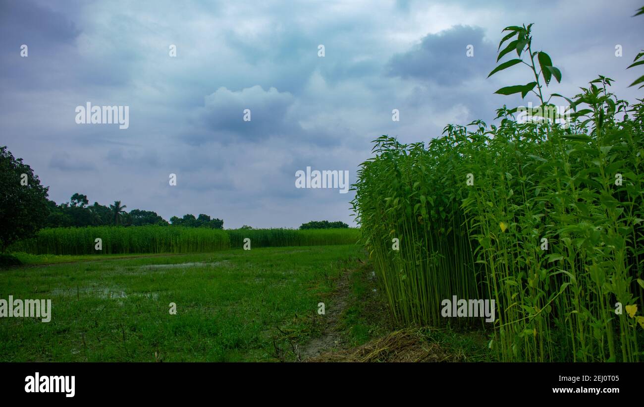 Image of huge green jute field. A jute field in Bangladesh. The image is a high-resolution image ...