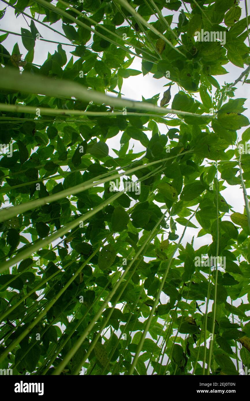 Huge jute fields. Rows of jute. As if trying to touch the sky. Jute ...