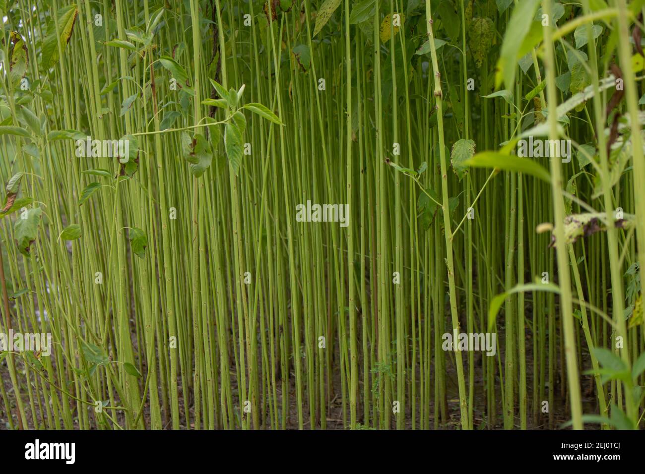Image of huge green jute field. A jute field in Bangladesh. The image is a high-resolution image ...