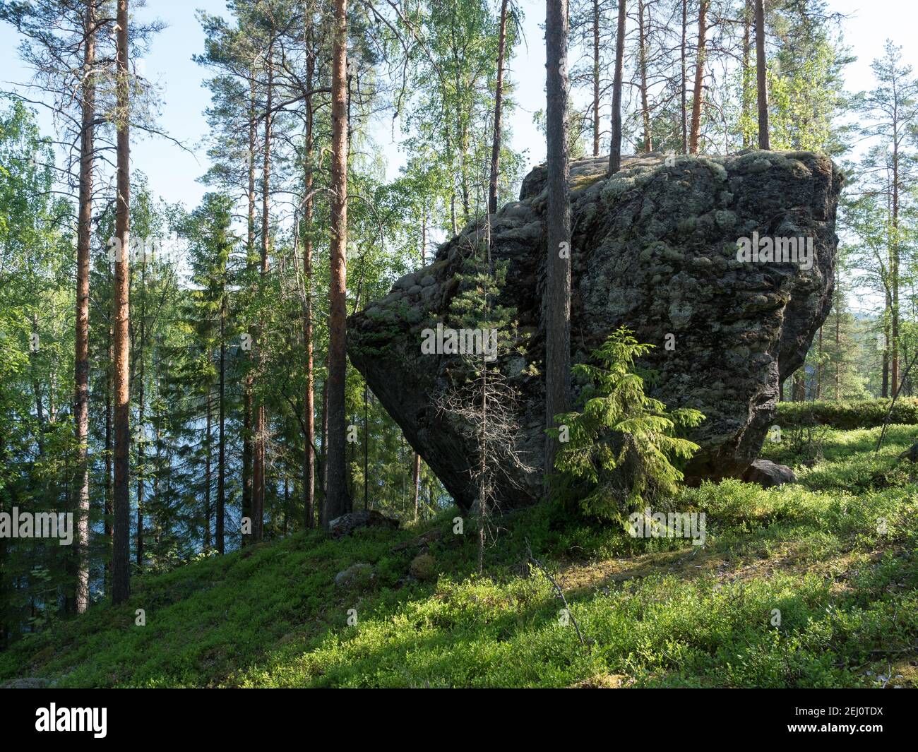 In boreal forest hi-res stock photography and images - Alamy