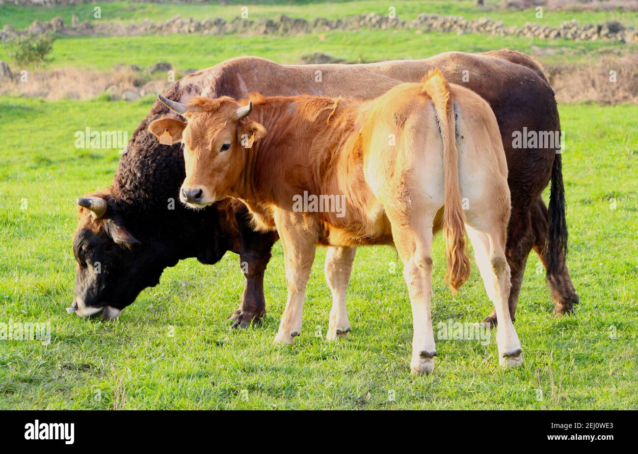 Two bulls Bos taurus standing feeding in a green grassy field in early ...