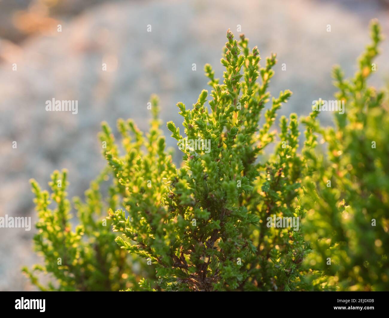 Heather plant hi-res stock photography and images - Alamy