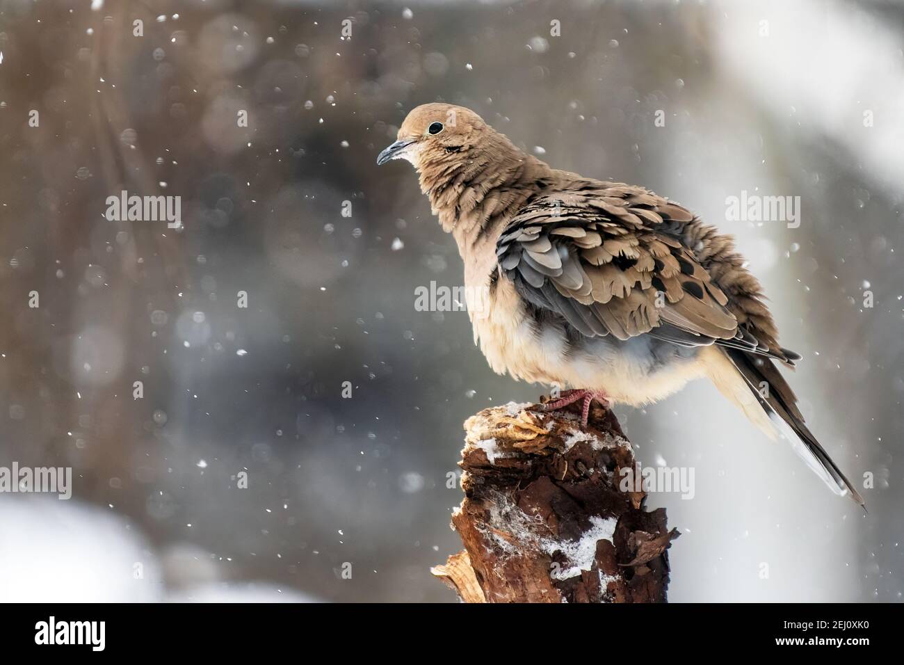 Close-up portrait of mourning dove during winter snowfall Stock Photo ...