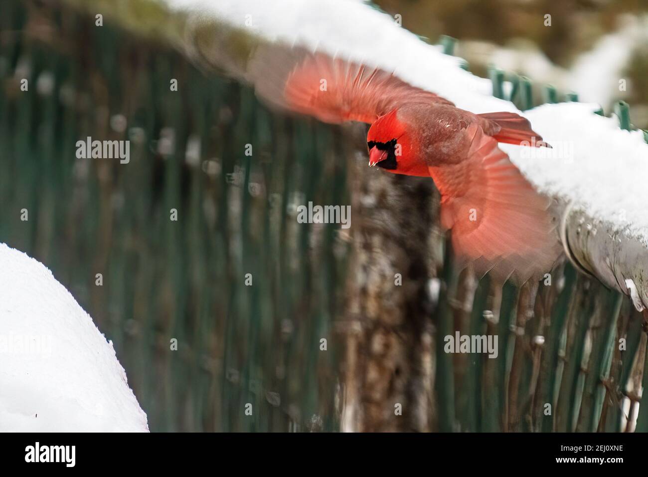 Male northern cardinal flight in winter backyard setting Stock Photo ...