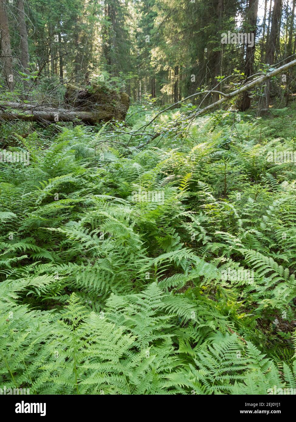 Lush dell in forest with ferns Stock Photo - Alamy