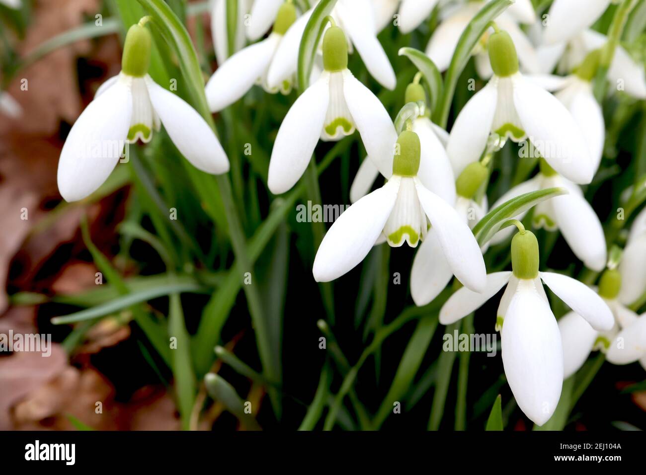 Galanthus elwesii Giant Snowdrop – pendent white bell-shaped flowers ...
