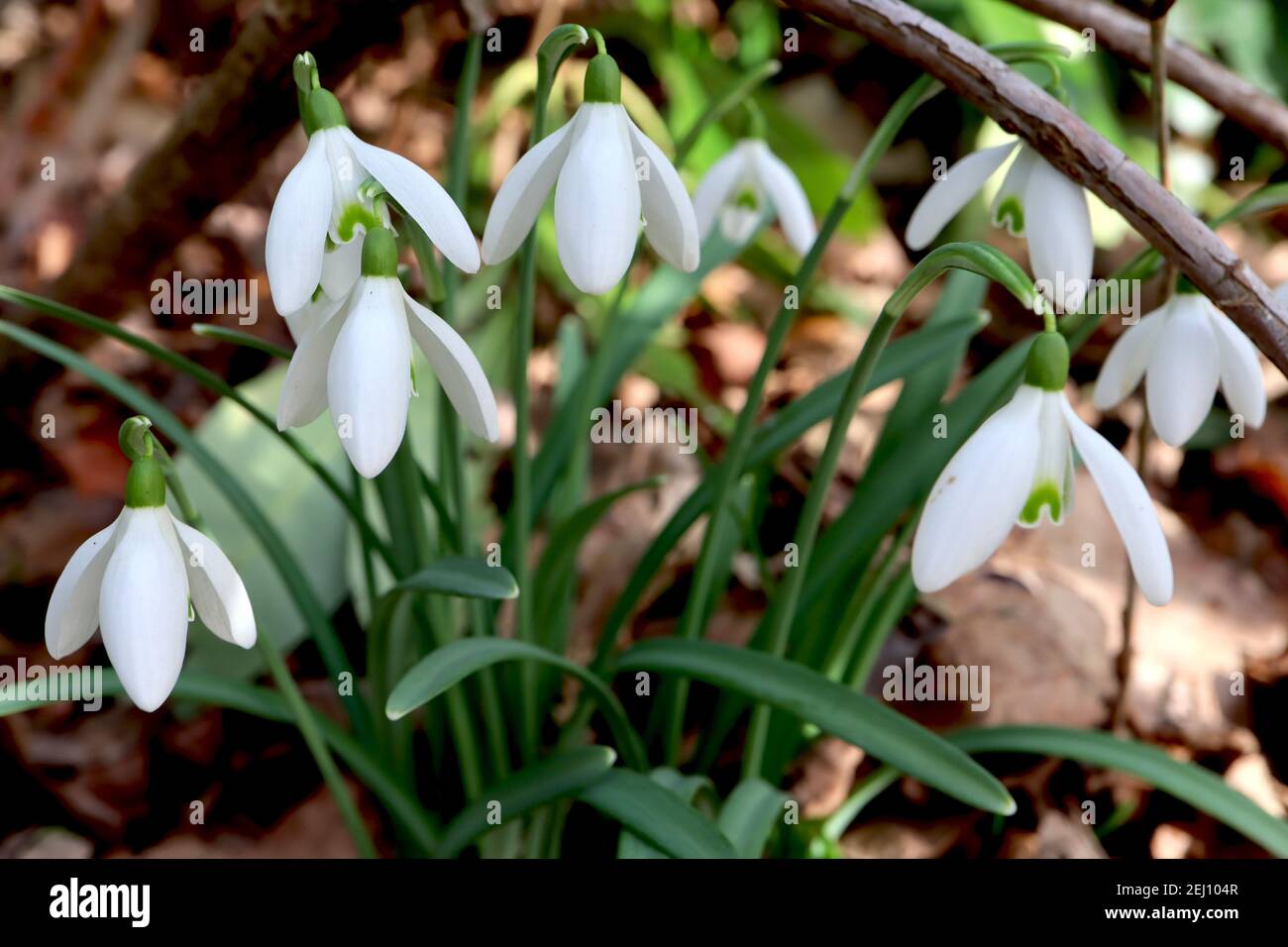 Galanthus elwesii Giant Snowdrop – pendent white bell-shaped flowers ...
