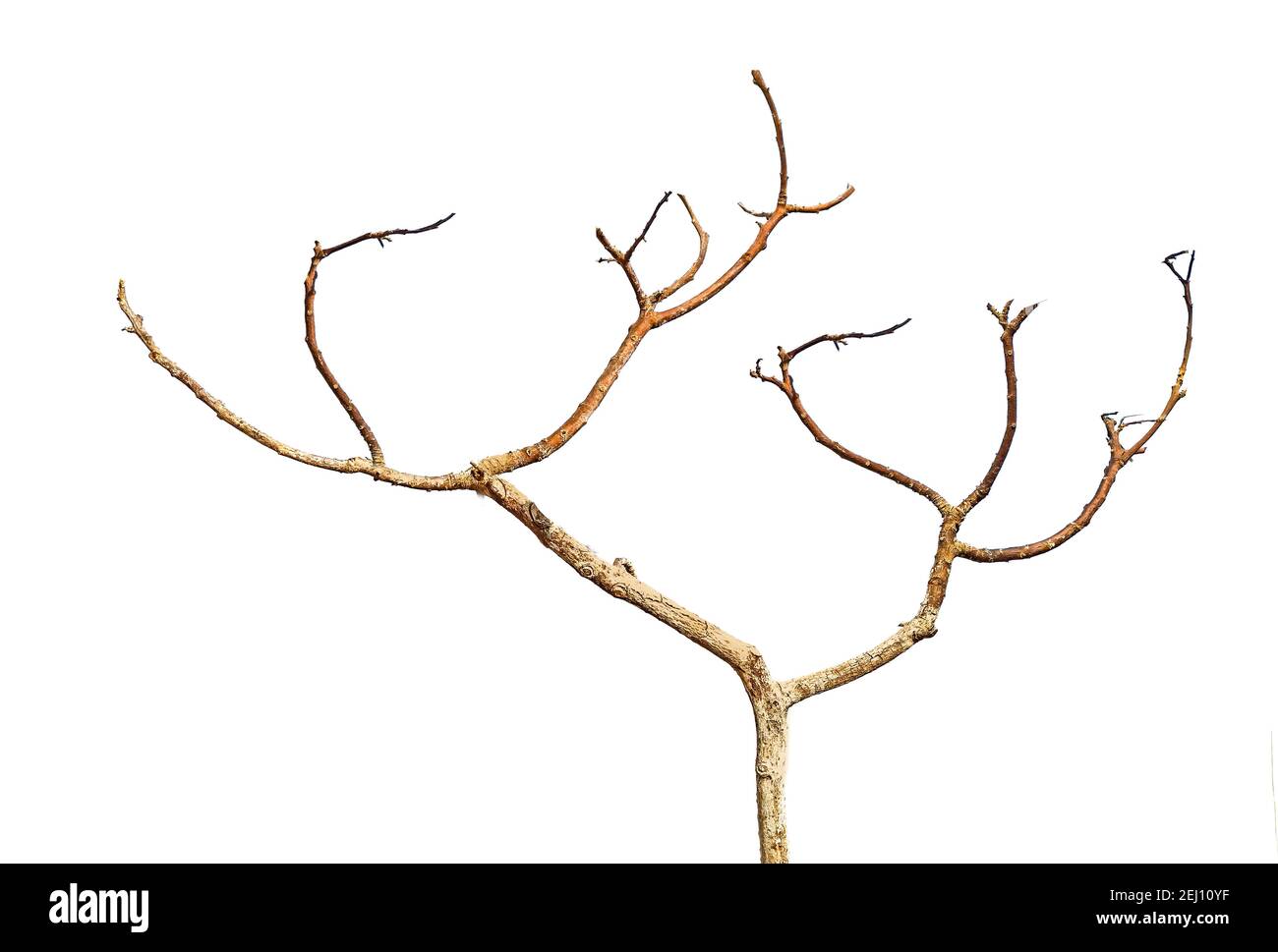 Dry branch isolated on white background Stock Photo - Alamy