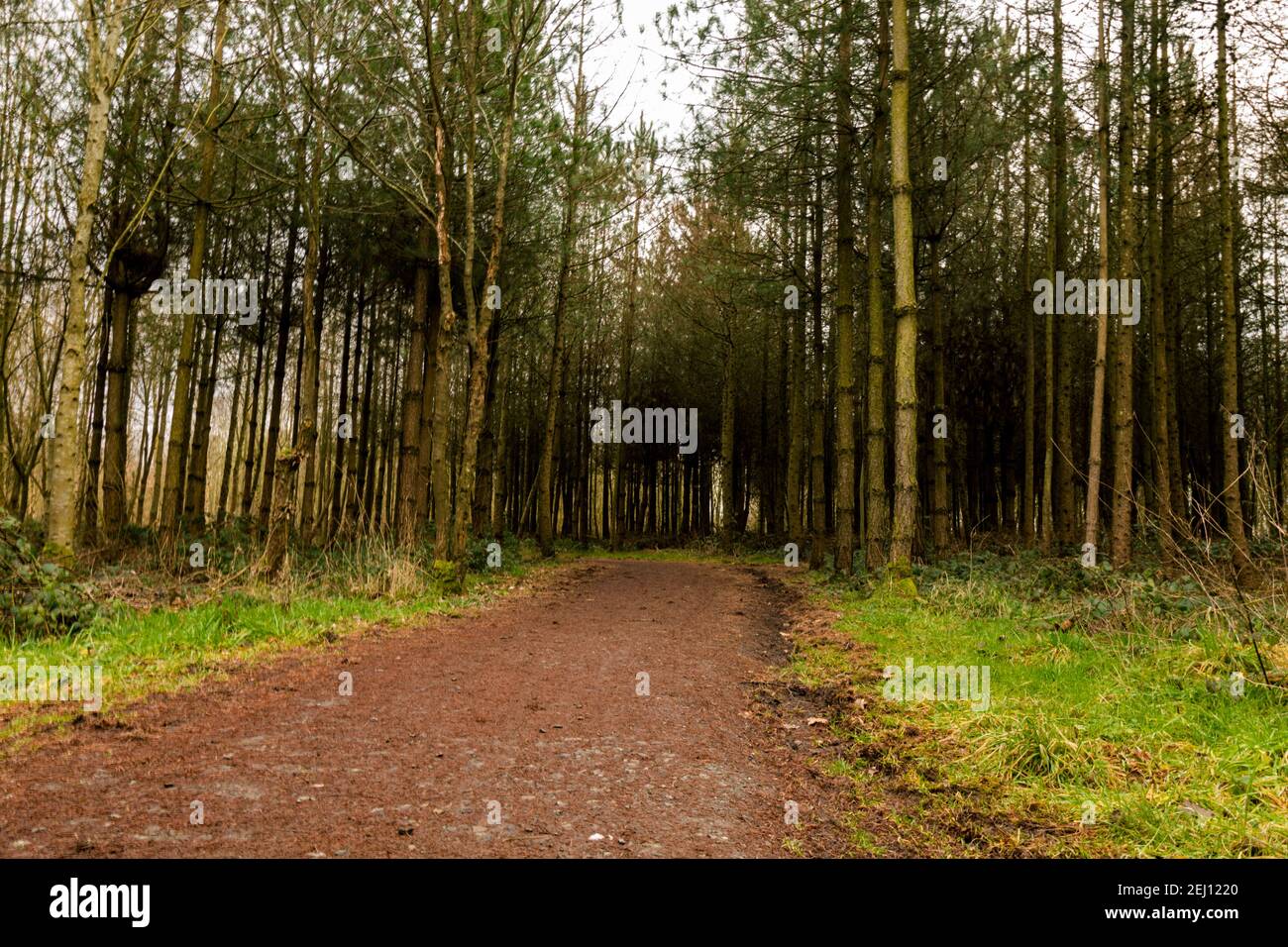 walk around national forest in england, city moira ,hicks lodge Stock ...