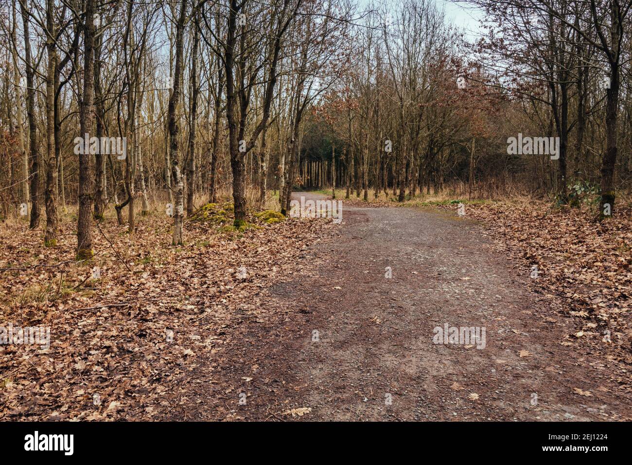 walk around national forest in england, city moira ,hicks lodge Stock ...