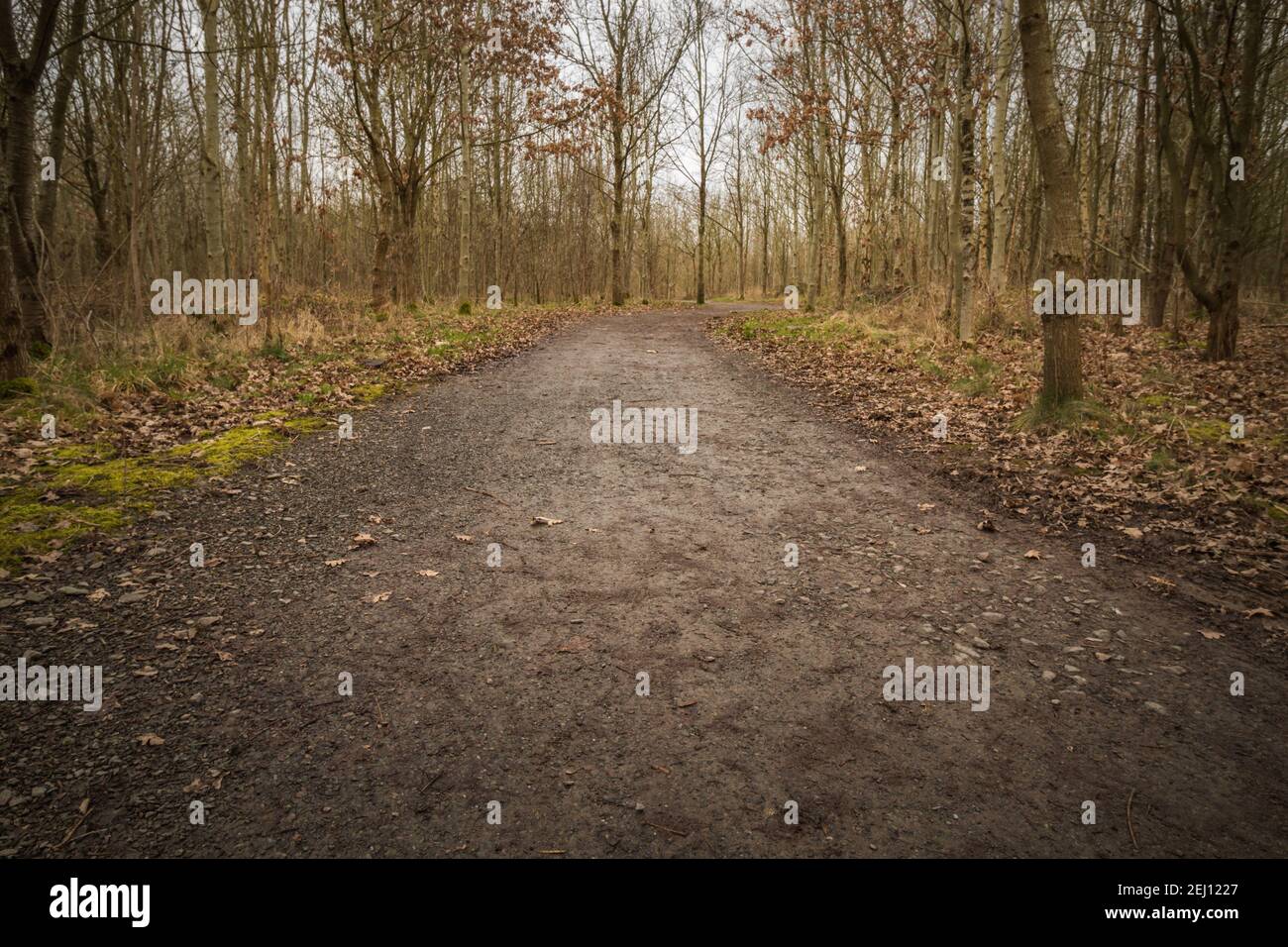 walk around national forest in england, city moira ,hicks lodge Stock ...